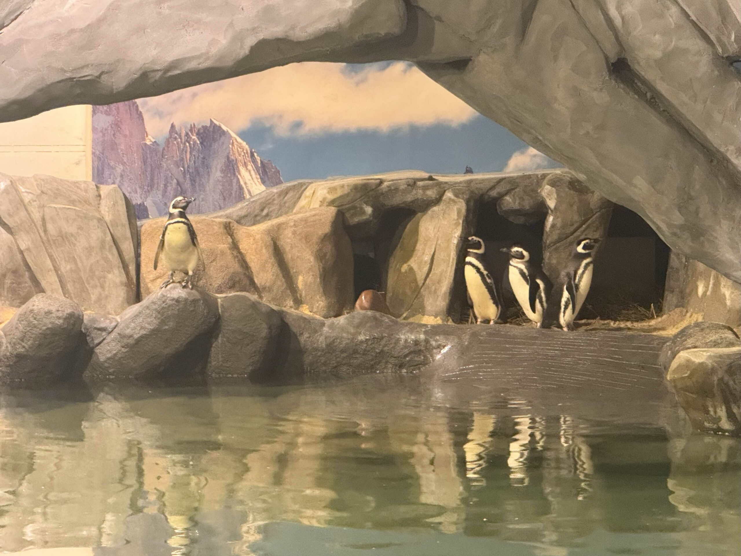 Zoológico de São Paulo – um guia completo com atrações, preços, como ...