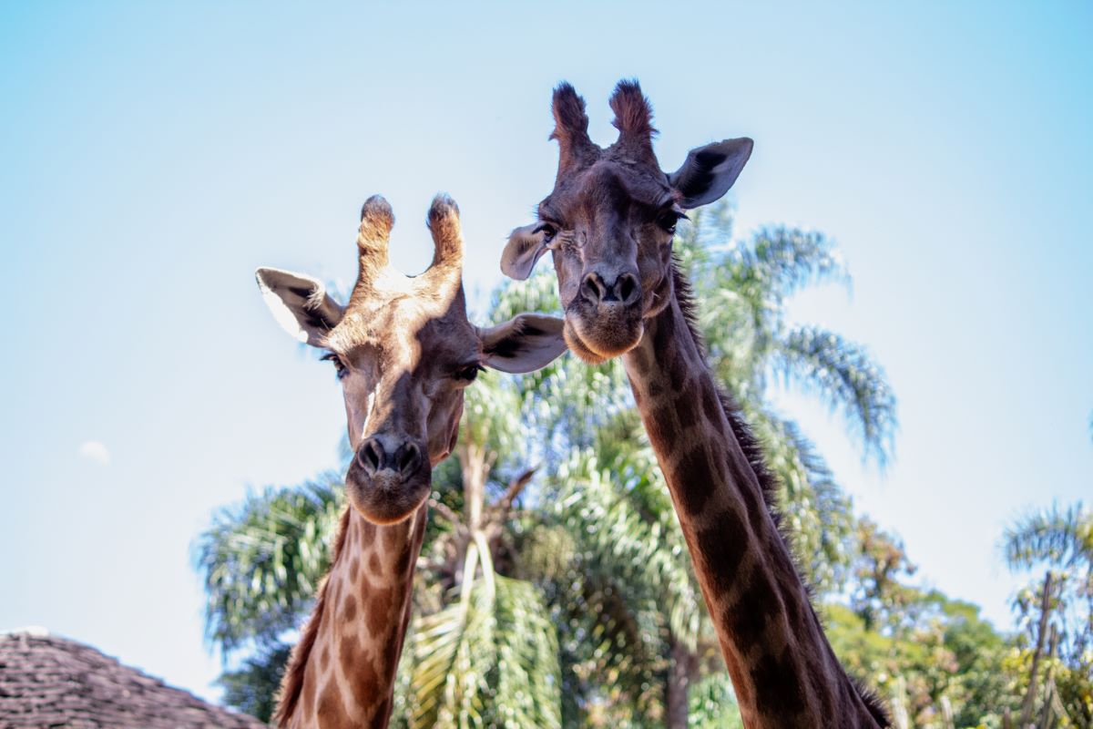 Black Friday no Zoo: veja como garantir ingressos com desconto para até ...
