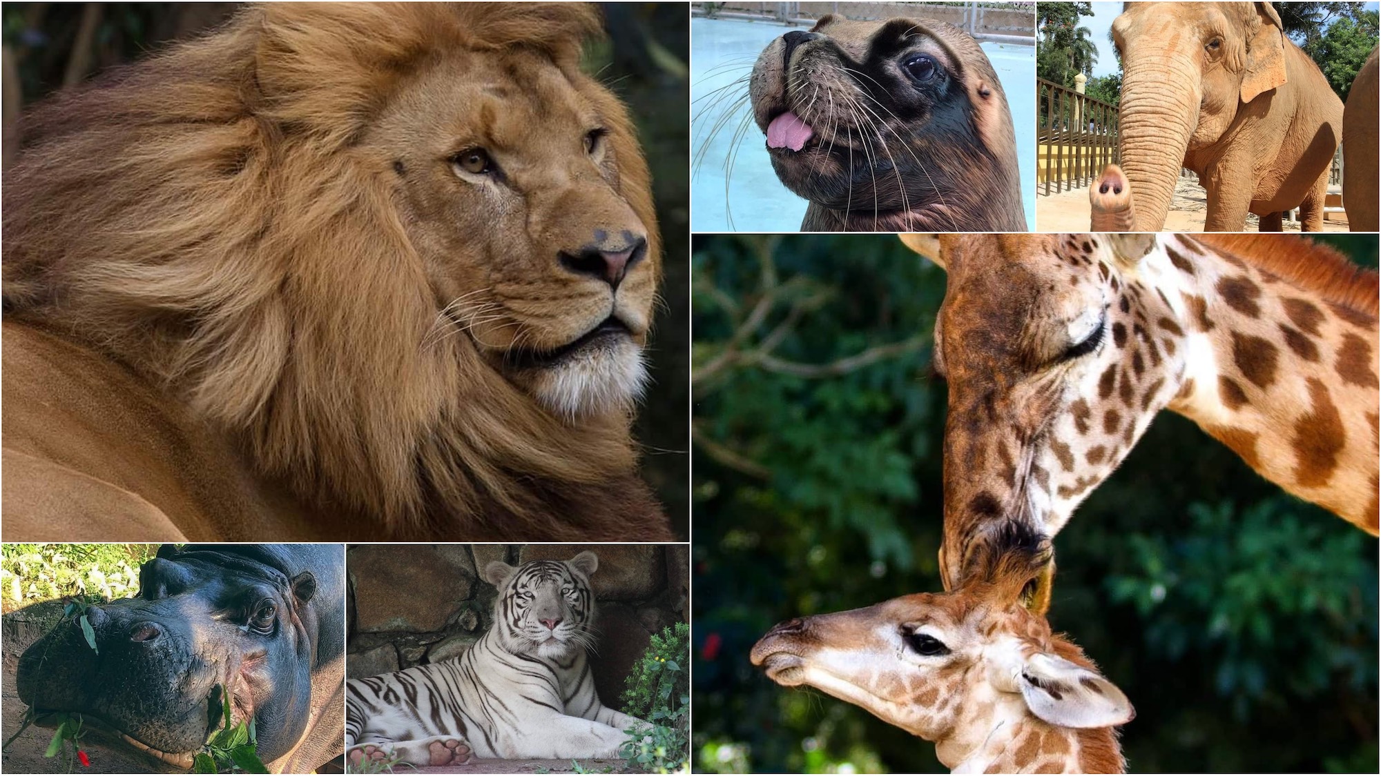 Compre seu ingresso antecipado com desconto para o Zoo de SP e Simba ...