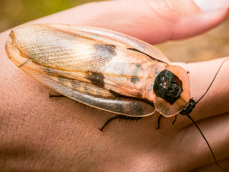 Planeta Inseto: visite o único zoológico de insetos do país com até ...