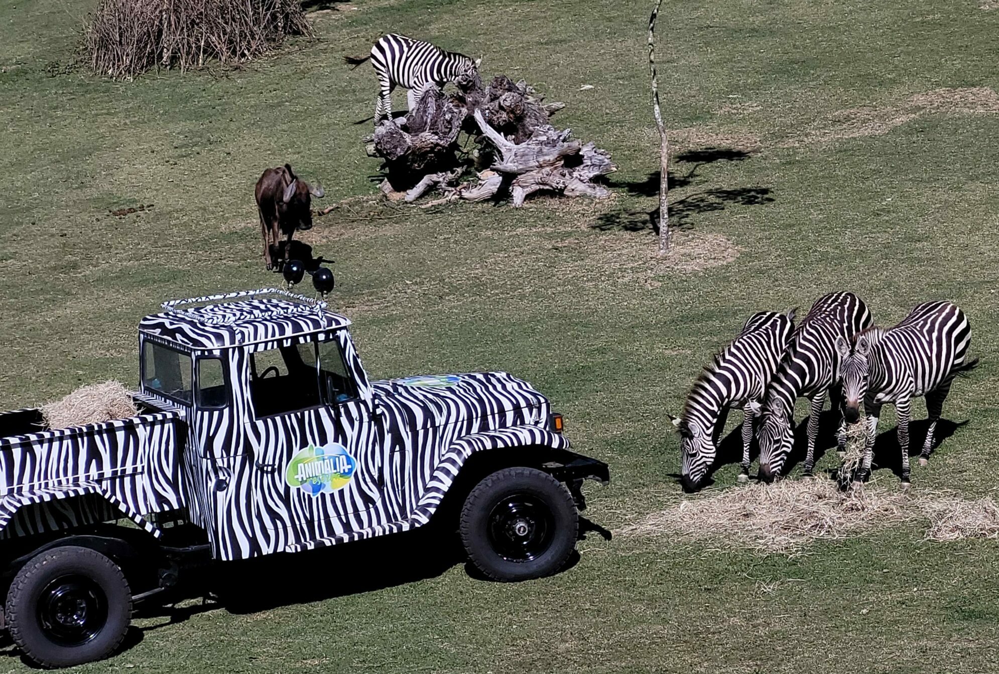 Animália Park: parque temático de São Paulo reúne zoológico e área com ...
