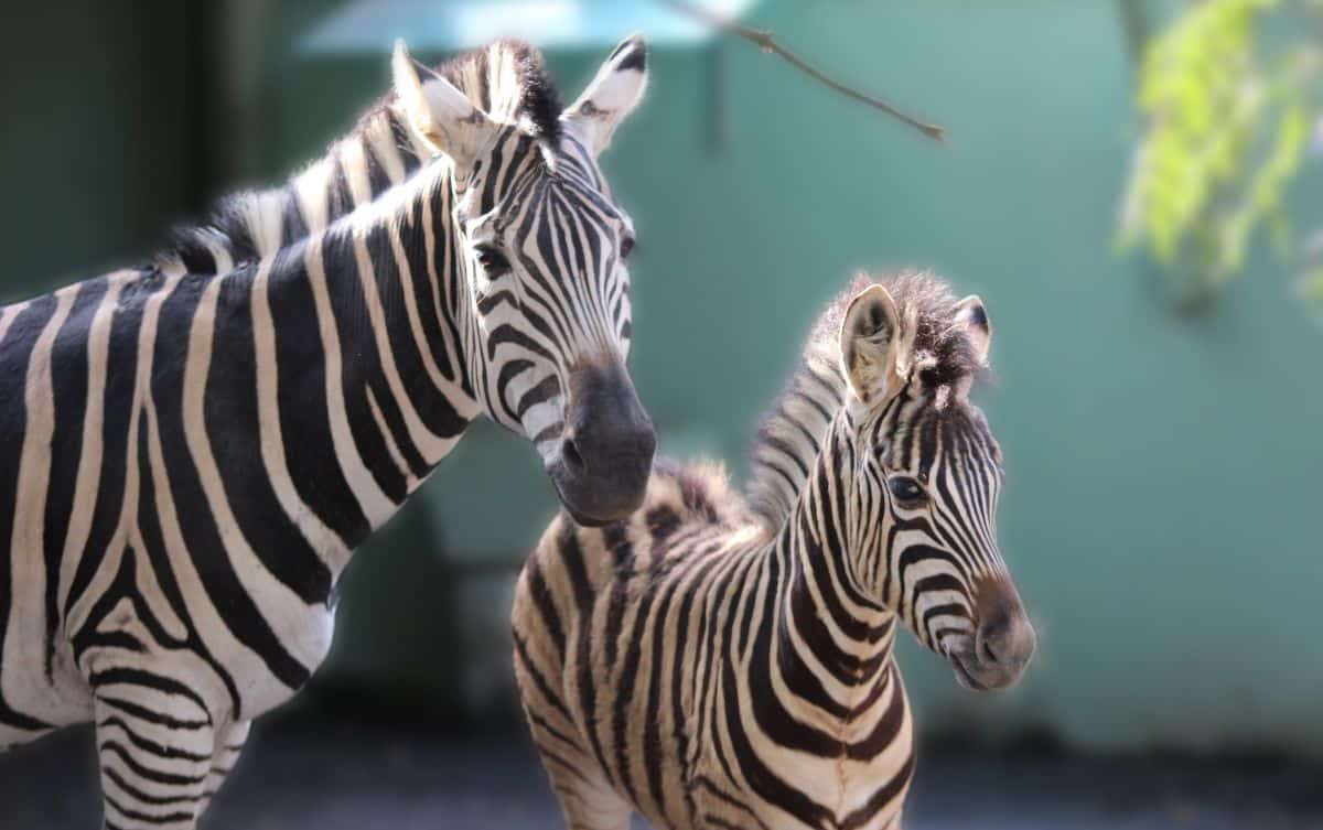 Filhote de zebra nasce no Brasil e já está encantado todas as famílias