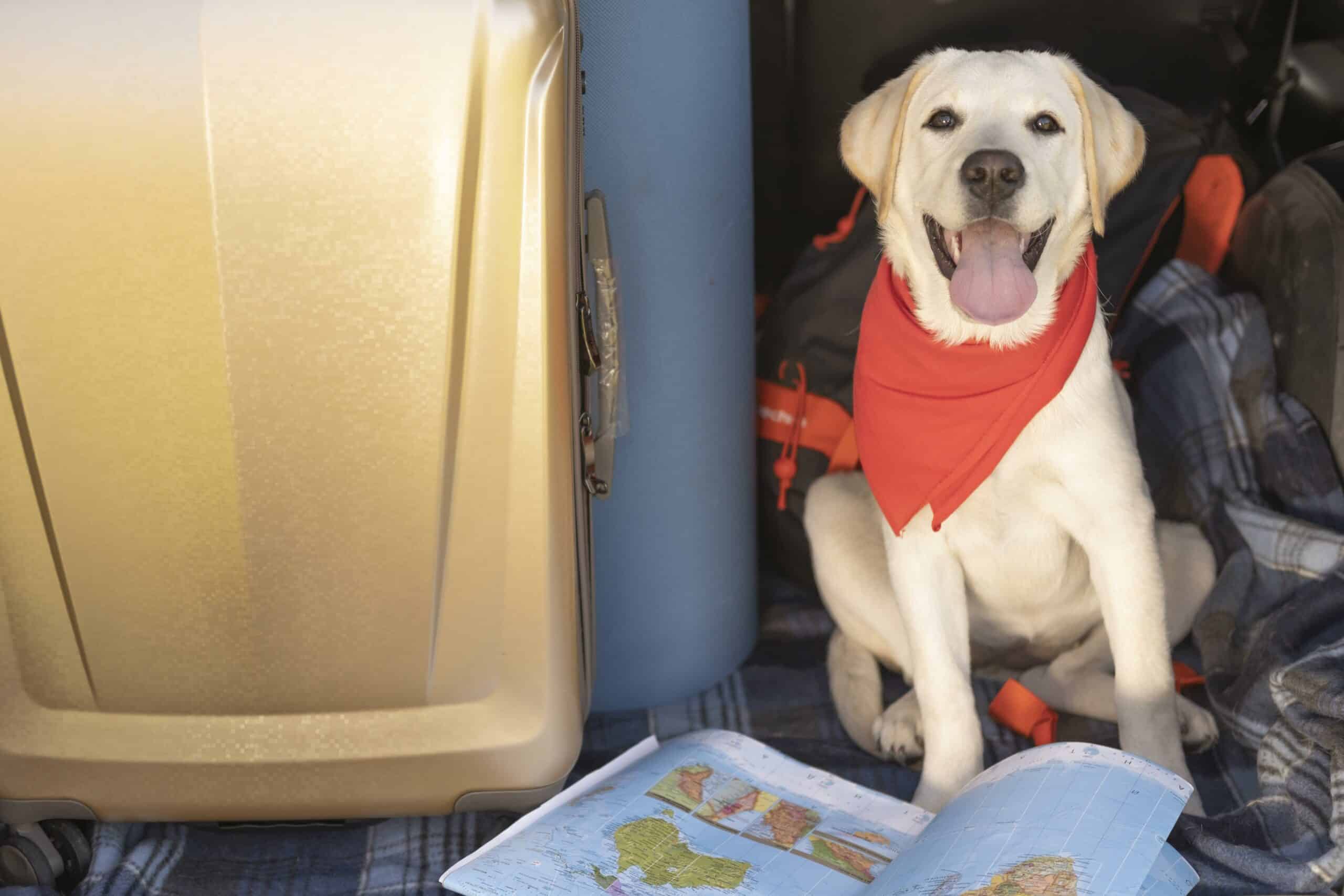 É permitido levar animais no avião? Conheça os serviços e cuidados das ...