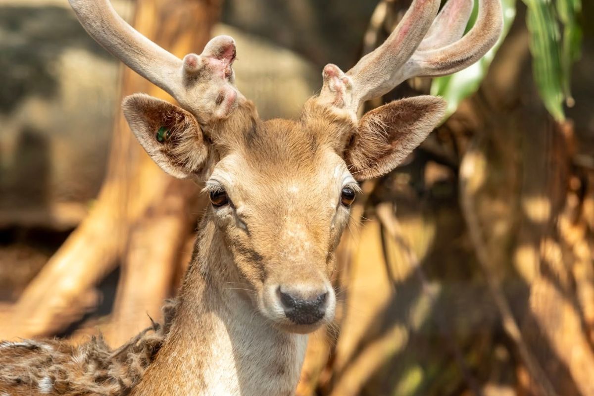 Ele voltou! Novo Simba Safari em SP tem passeio com leões, girafas e ...