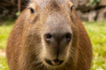 Ele voltou! Novo Simba Safari em SP tem passeio com leões, girafas e ...