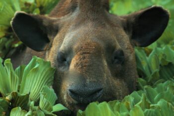 Ele voltou! Novo Simba Safari em SP tem passeio com leões, girafas e ...