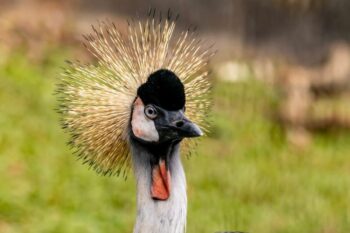 Ele voltou! Novo Simba Safari em SP tem passeio com leões, girafas e ...