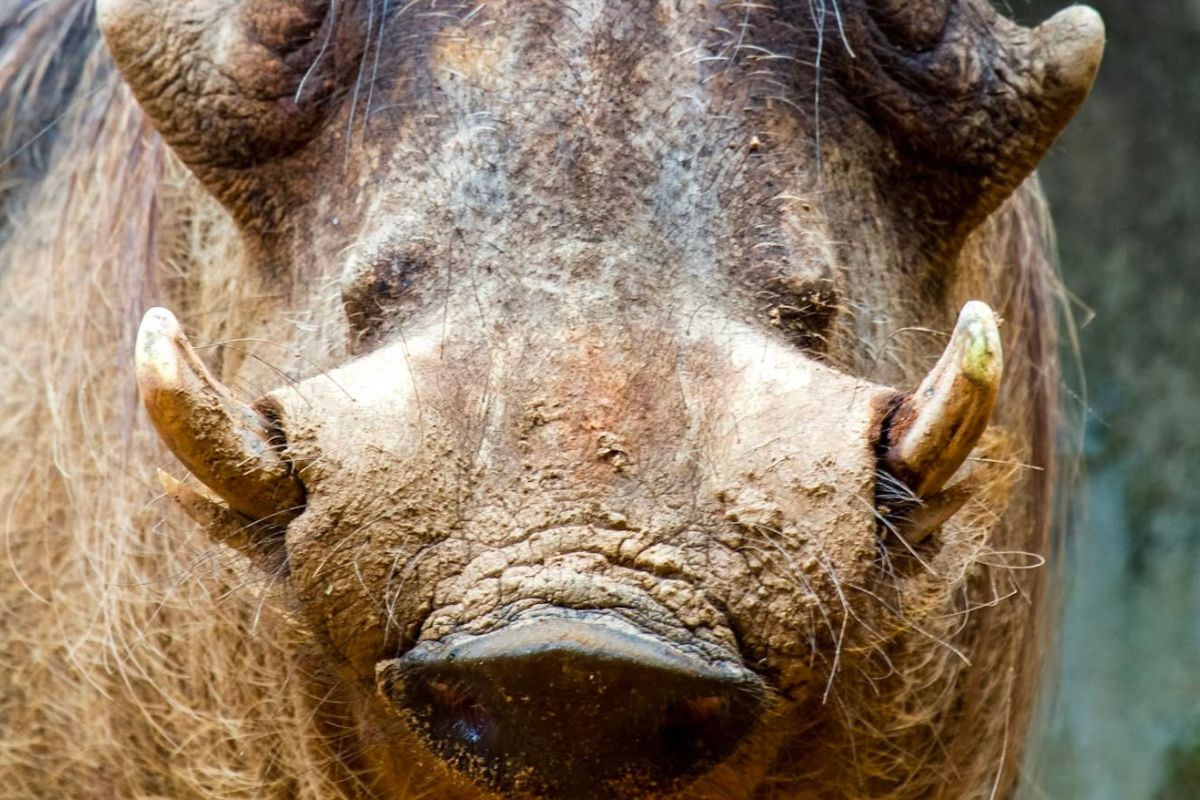 Ele voltou! Novo Simba Safari em SP tem passeio com leões, girafas e ...